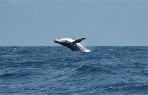 Github Actions Detected Dubious Ownership In Repository At ‘github