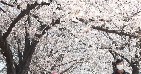 [포토]벚꽃놀이 오지 마세요 내달 1일부터 여의도 봄꽃길 전면 통제