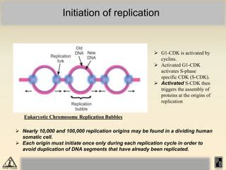1768816628DNA Replication In Eukaryotes Pdf