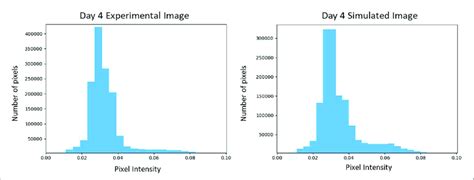 Intensity Histogram For Day 4 Experimental Image Left And Day 4