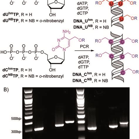 A Pcr Synthesis Of The Modified Dna Templates B Agarose Gel Download Scientific Diagram