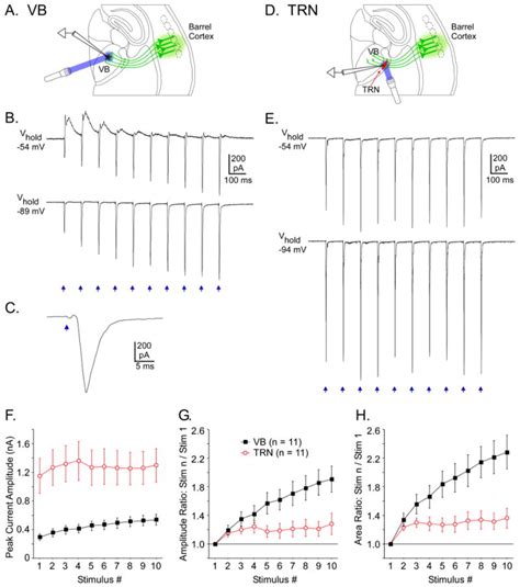 pathway specific feedforward circuits between thalamus and neocortex