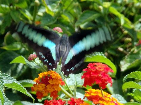 ランタナのアオスジアゲハ 新ぼちぼち植物などを
