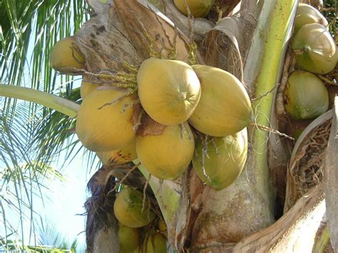 El Coco Una Fruta Con Muchos Beneficios Diario RoatÁn
