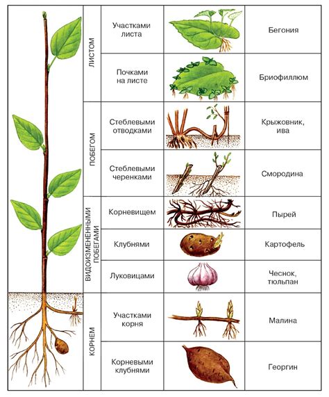 Биология 6 класс в таблицах и схемах