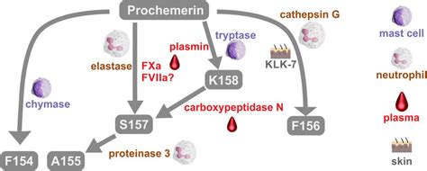 Proteolytic Activation And Deactivation Of Chemerin By Immune Download Scientific Diagram