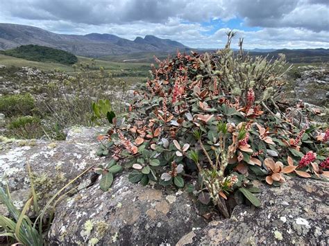 Warming Boletim 009 Leeb