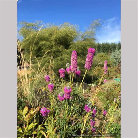 Purple Prairie Clover Dalea Purpurea Level Up Garden