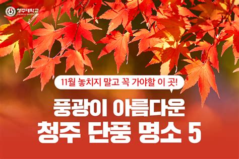 청주대학교 가을 단풍 막차 타러 가자 이번 주엔 꼭 가보자고🍁 청주단풍명소 단풍명소