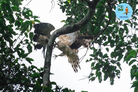 Jerdonsbaza Adoptraptornest การศึกษาพฤติกรรมการทำรังเลี้ยงลูกของเหยี่ยวกิ้งก่าสีน้ำตาล Jerdon