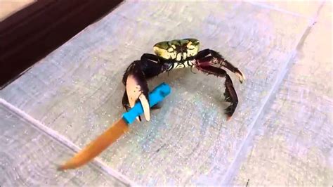 Краб ублюдок мать твою а ну иди сюда Youtube