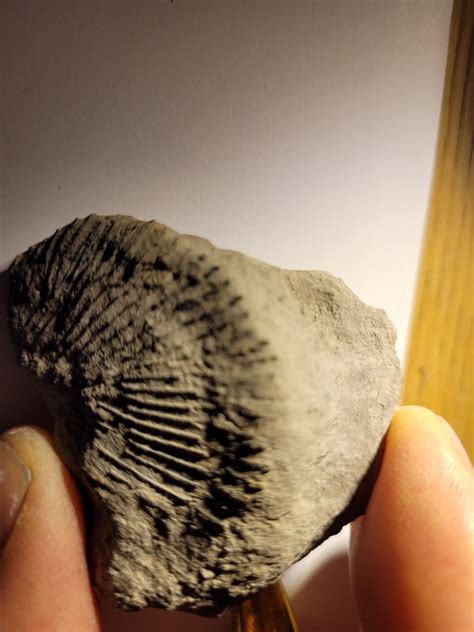 Identification Dun Bivalve Forum Fossiles Et Paléontologie Géoforum