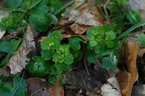 Chrysosplenium Alternifolium