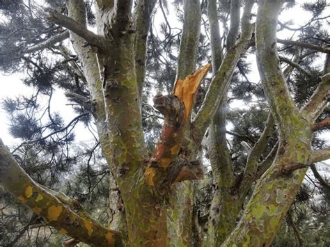 Branch Of Chilgoza Pine Tree Damaged By Intensive Cone Collection