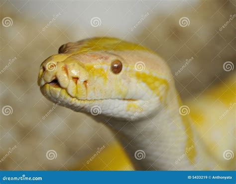 De Birmaanse Slang Van De Python Stock Afbeelding Image Of Schoonheid