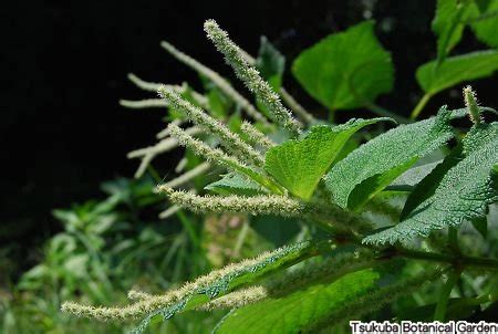 オニヤブマオ おすすめコンテンツ 植物図鑑 筑波実験植物園つくば植物園 Tsukuba Botanical Garden