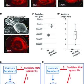 The Self Sufficient Molecular Model Of Ubx In The Haltere Disc Ubx Download Scientific