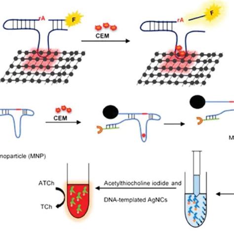 A Schematic Illustration Of The Graphene Based Dnazyme Biosensor To