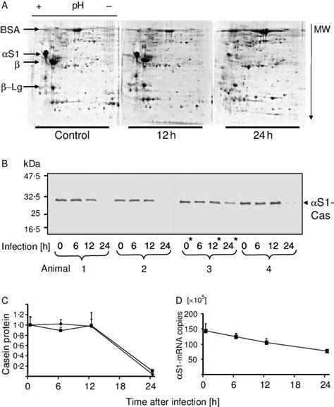 Qualitative And Quantitative Determination Of Casein Synthesis And