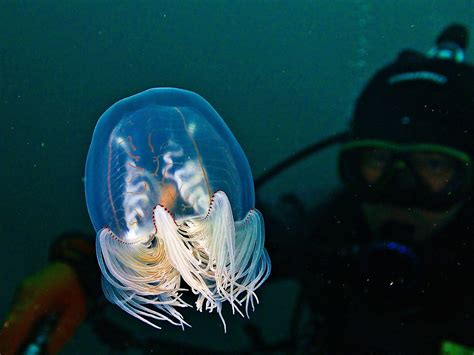 [화보]바다 속 신비로움 담았다···전문가 픽 수중사진은