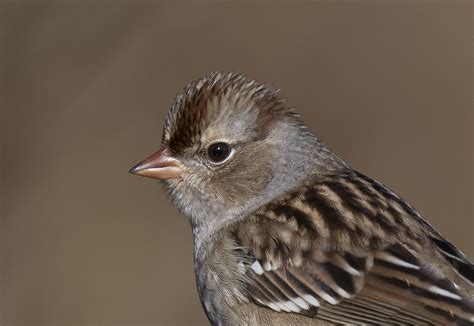 Immature White Crowned Sparrow Chebogue Point N S Flickr