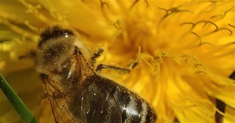 Macro Album On Imgur