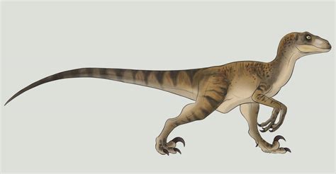 Jurassic Park Velociraptor By Malminya On Deviantart