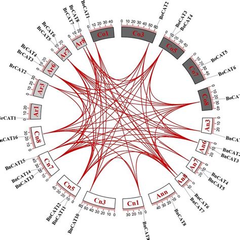 Location Of Cat Genes On B Napus B Oleracea And B Rapa