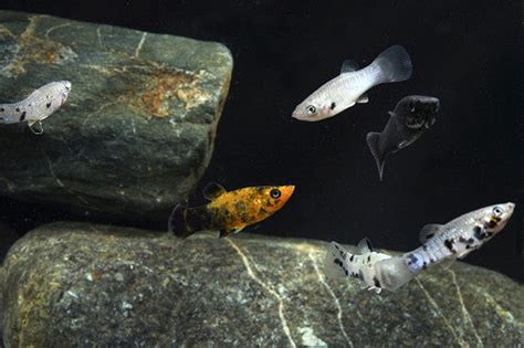 Assorted Molly Medium Tampa Bay Cichlids