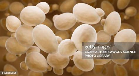 660 Yeast High Res Illustrations Getty Images