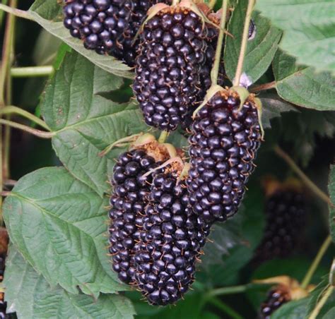 Ежевика Полар в наличии низкая цена - саженцы и крупномеры, описание ...