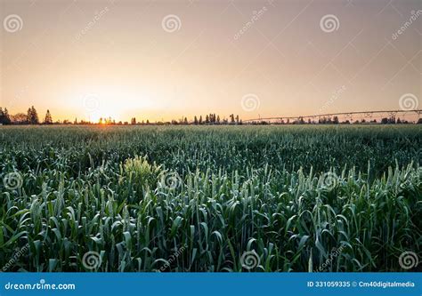 Green Fields In Fresno California Near Clovis And Agriculture Center