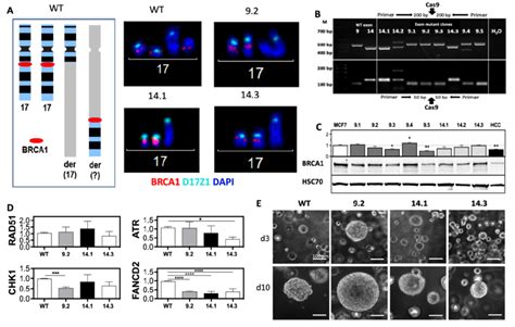 Brca1 Mutations In Exons 9 And 14 Alter Protein Expression And 3d Download Scientific Diagram