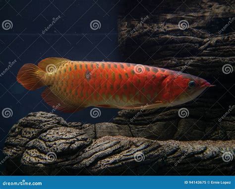 Asian Arowana Stock Image Image Of Barberi Rare Fish 94143675