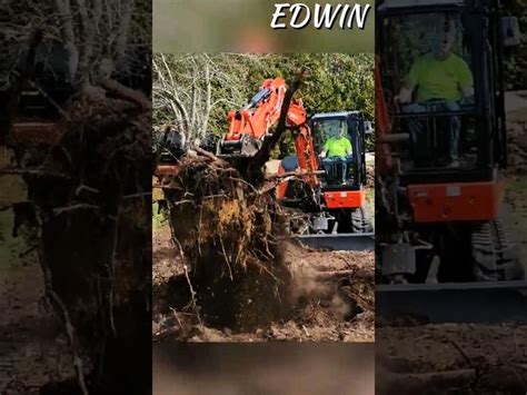 How To Remove Tree Roots A Comprehensive Guide BabeTube