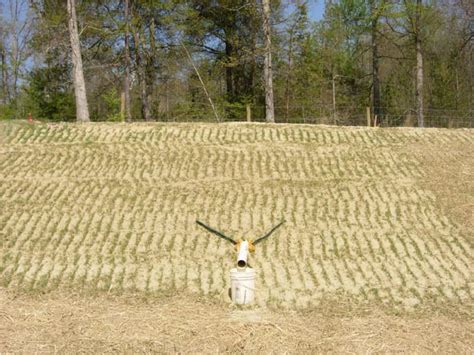 19 Total Biomass Collected From Three 1 X 1 M Subplots Per Plot