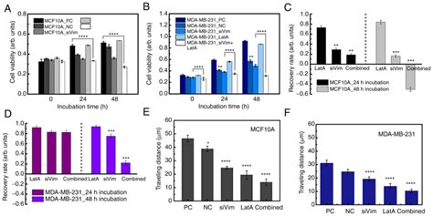 Differential Response Of MDAMB231 Breast Cancer And MCF10A Normal Breast Cells To Cytoskeletal