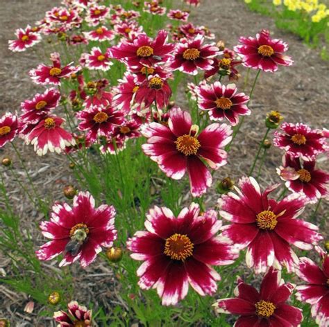 Coreopsis Ruby Frost Gradina Chic
