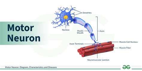 Motor Neuron Diagram Characteristics And Diseases GeeksforGeeks