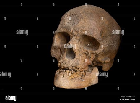 Homo Sapiens Skull Homo Sapiens Is The Species To Which All Modern