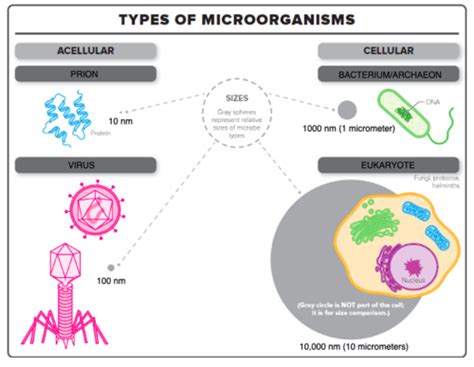 Types Of Microorganisms