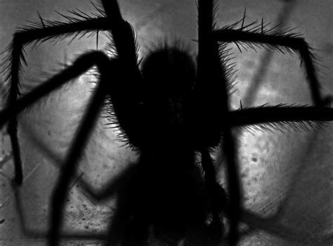 무료 이미지 손 자연 비행 검정색과 흰색 화이트 사진술 포도 수확 유령 같은 편물 곤충 그림자 그런지