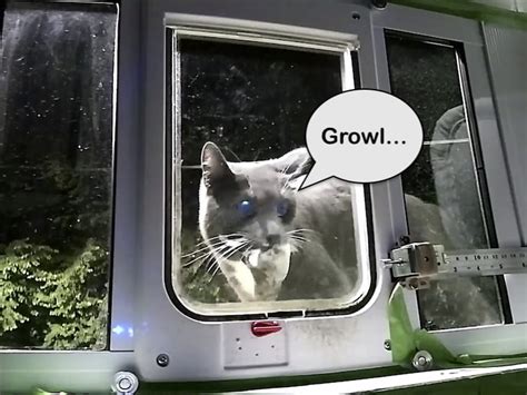 Why Do Cats Growl Michael Broad