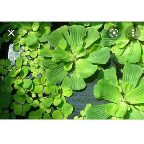 新潮小舖 一葉蓮 一片葉子 銅錢草 玫瑰水芙蓉 酒杯萍 槐葉萍 圓心萍 浮萍 水草水芙蓉 青萍滿江紅水生植物 蝦皮購物