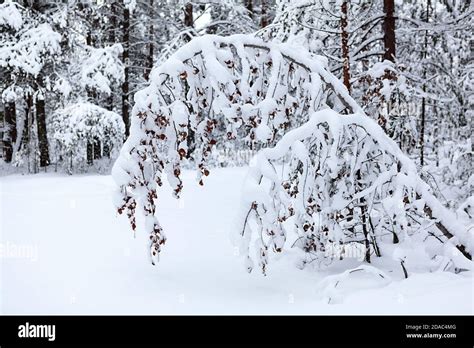 Tree Branch Hanging Under The Weight Of Heavy Snow In A Winter Cold Forest Stock Photo Alamy