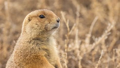 Should I Trap Or Poison Gophers Gopher Control Gopher Nuts Should I Trap Or Poison Gophers Gopher Control Gopher Nuts
