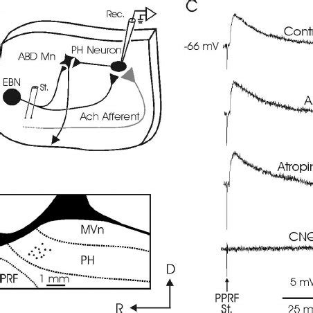 Neural Circuits And Connectivity A A Diagram Illustrating Neural Download Scientific Diagram