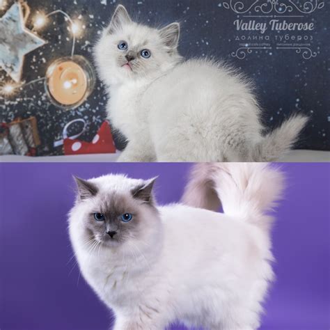 Рэгдолл виды окрасов картинки и фото Koshka Top