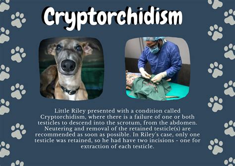 How Do You Know If Your Dog Has Cryptorchidism