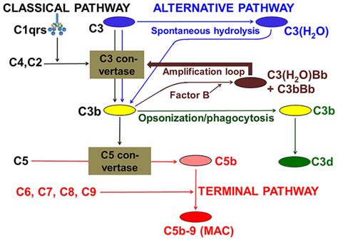 The Complement System Simplified Only The Relevant Pathways And Download Scientific Diagram